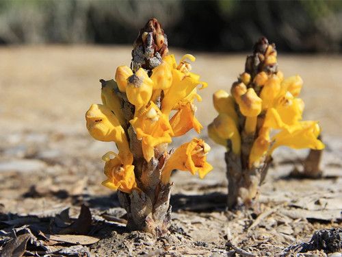 Exploring the Best Practices: When to Take Cistanche - Before or After ...