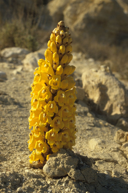 Cistanche Tubulosa: The Powerful Secret for Bodybuilding and Testoster ...